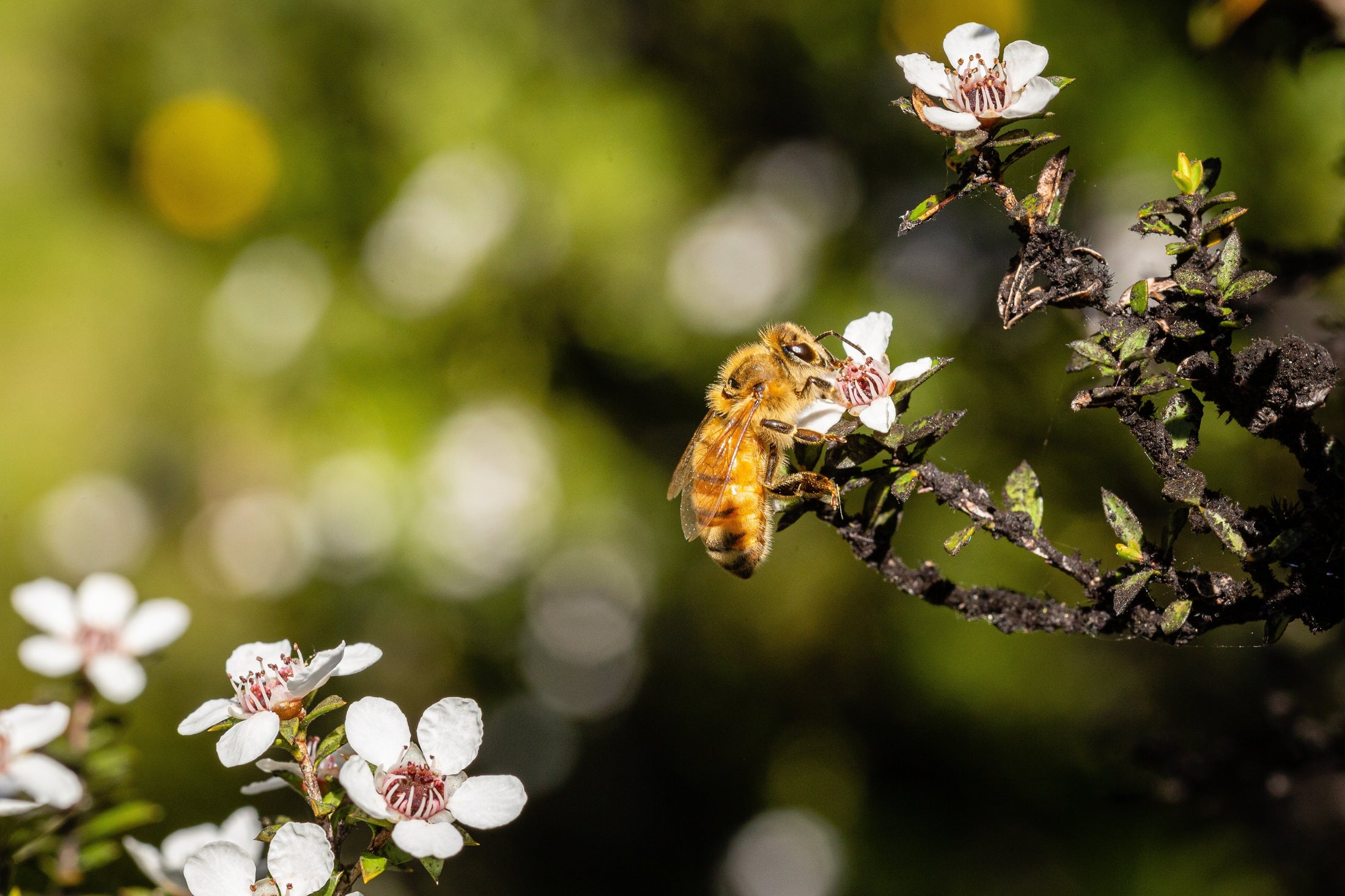 Celebrating National Honey Bee Day - August 17, 2024 – Wedderspoon Organic