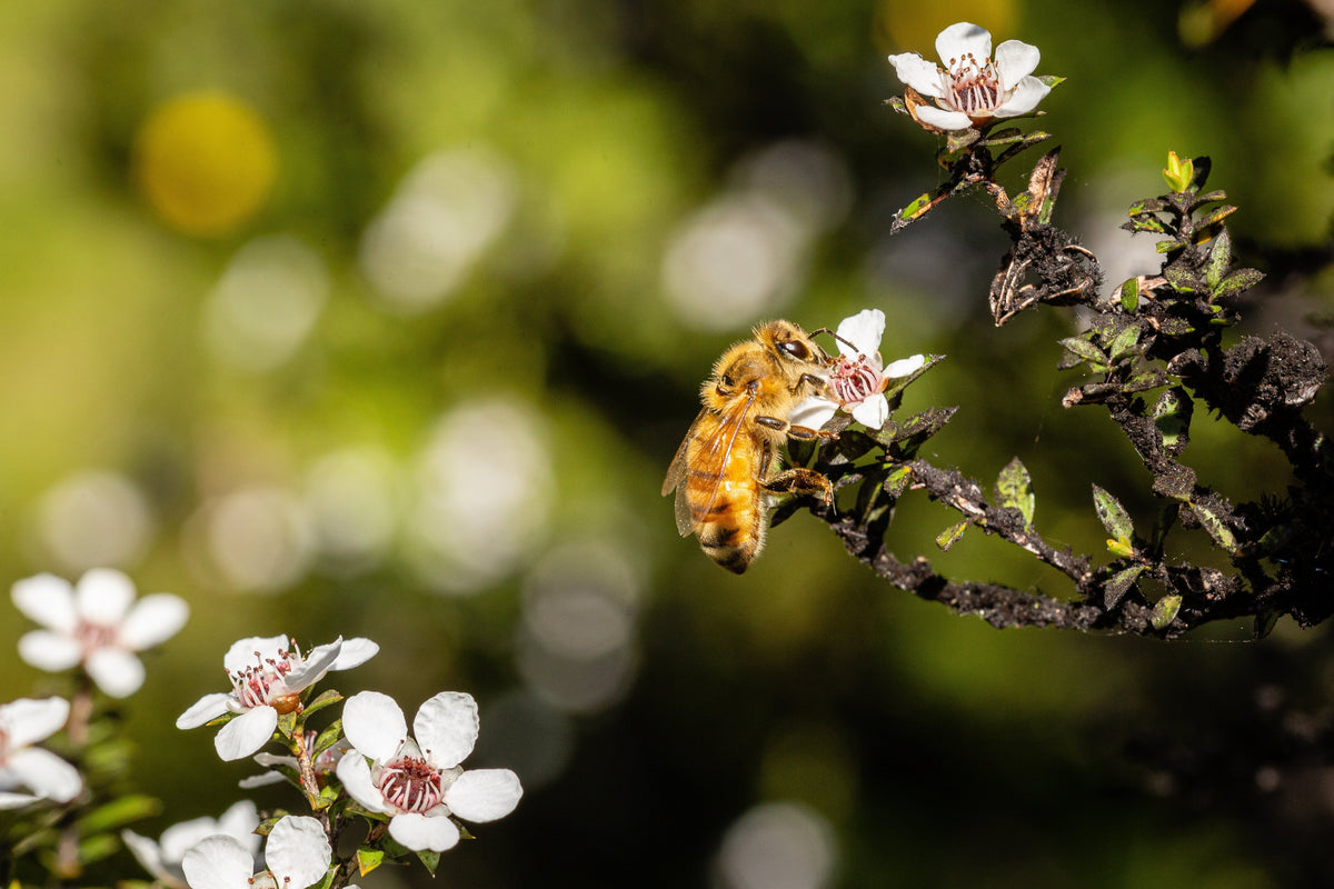 Celebrating National Honey Bee Day - August 17, 2024 — Wedderspoon Organic