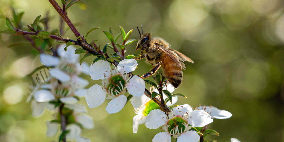 Celebrating Pollinator Week 2024 — Wedderspoon Organic